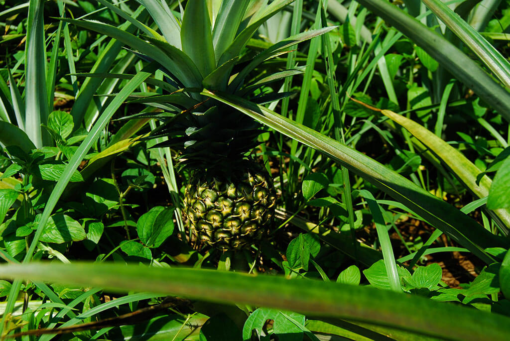 Rizal Provincial Government Official Website